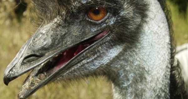 Bizarre: Wild emus on the loose captured by authorities - The Horn News