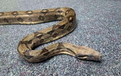 Woman rescued by firefighters after boa constrictor wraps around her ...