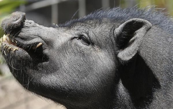 Some pig! 400-pound hog captured near school - The Horn News