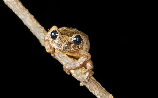 A "leap" for science? Extinct frog rediscovered in the wild - The Horn News