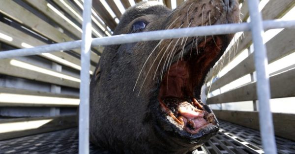 Sea lion population rebounds, ventures further inland [pics] - The Horn ...