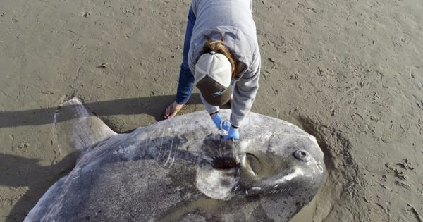 [Creepy] Huge rare fish washes to shore - The Horn News