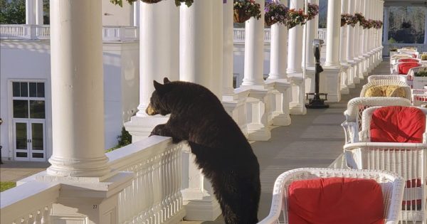 Bear roaming the streets causes UPROAR - The Horn News