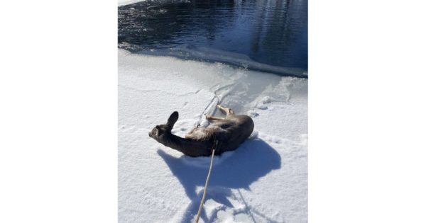 Heartwarming video: Sheriff saves freezing deer trapped in icy pond ...