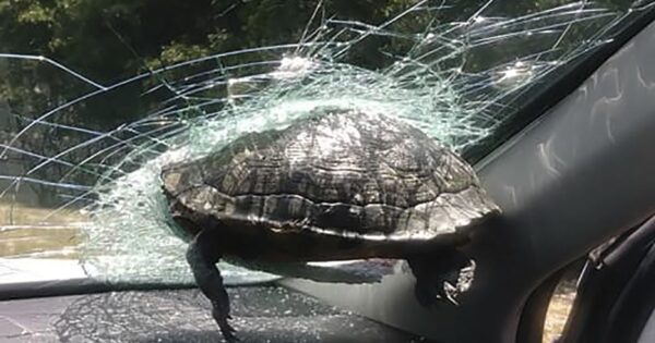 Pair stunned after turtle launches through windshield - The Horn News
