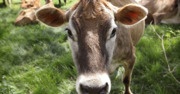 Flesh-eating cow parasite suddenly spreads at alarming rate - The Horn News