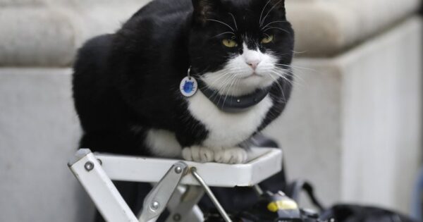 UK’s "chief mouser" cat retires - The Horn News