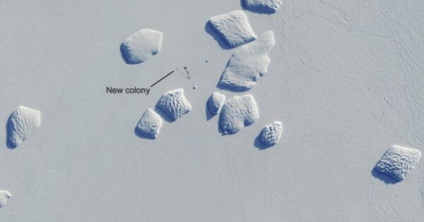 Scientists spot poop from space, discover new colony - The Horn News