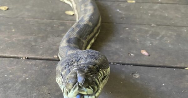 [Pics] 2 pythons collapse through man's ceiling - The Horn News