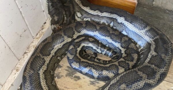 12-foot python escapes, terrorizes mall shoppers - The Horn News
