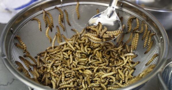 Bon appétit! EU says worms safe to eat - The Horn News