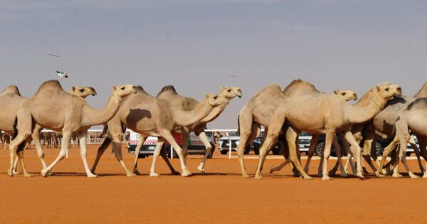 Dozens of camels disqualified from beauty contest over Botox - The Horn ...