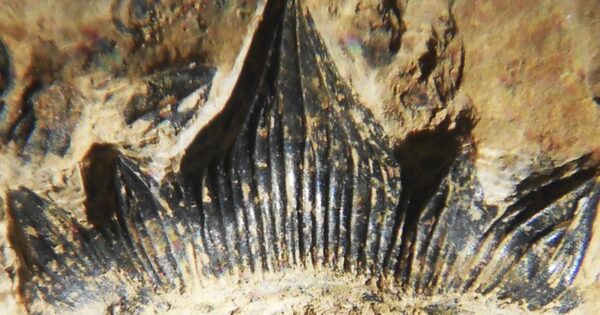 Researchers unveil new name for "Godzilla" shark - The Horn News