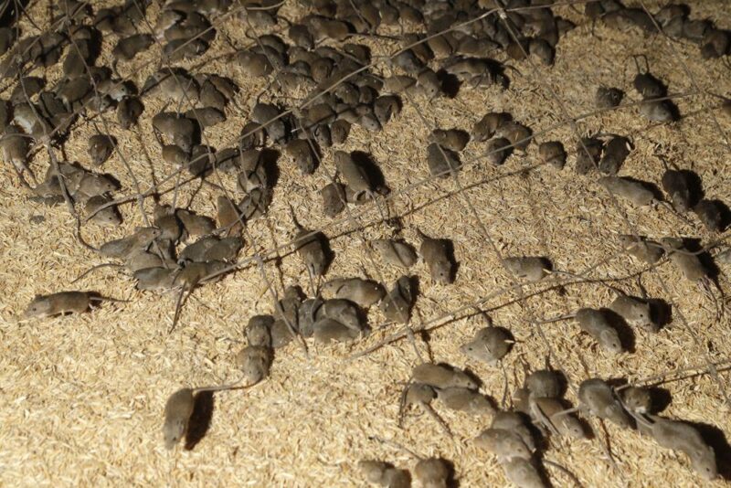 Hordes of mice tormenting Australian farms - The Horn News