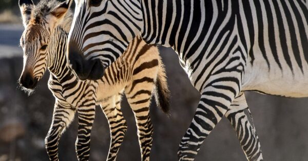 Sherriffs corral fugitive zebra amid zoo escape - The Horn News