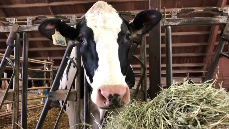 40 cows escape slaughterhouse; run rampant in Los Angeles - The Horn News