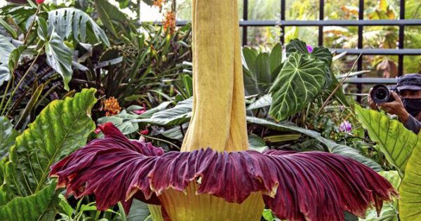 Giant 'rotting corpse plant' draws crowds in California - The Horn News Giant 'rotting corpse plant' draws crowds in California - The Horn News