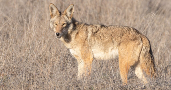 Coyotes surround New England dog walker - The Horn News