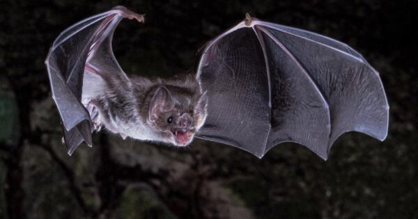 Officials seize cooked bats from van near Belgian border - The Horn News