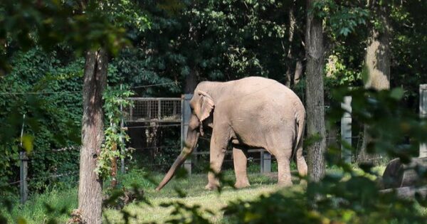 No more elephants in zoos, experts warn - The Horn News
