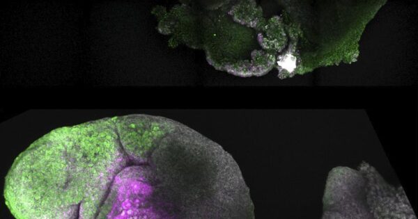 Scientists create synthetic mouse embryos with stem cells - The Horn News