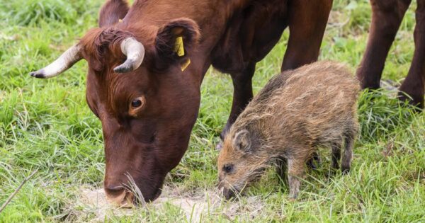 Boar piglet adopted by cow herd in Germany - The Horn News