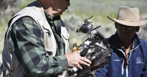 US proposal would permit eagle deaths amid renewable energy boom - The ...