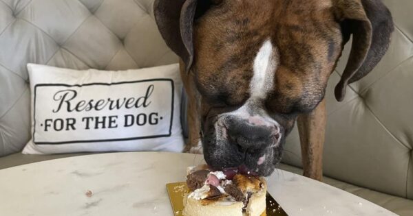 Puppies eat filet mignon at San Francisco restaurant - The Horn News