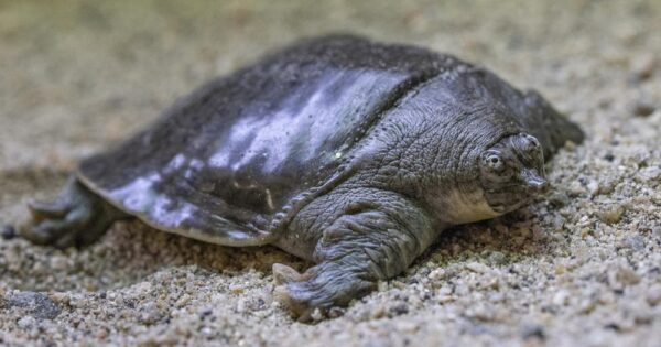 San Diego Zoo sees 41 new endangered turtle hatchlings - The Horn News