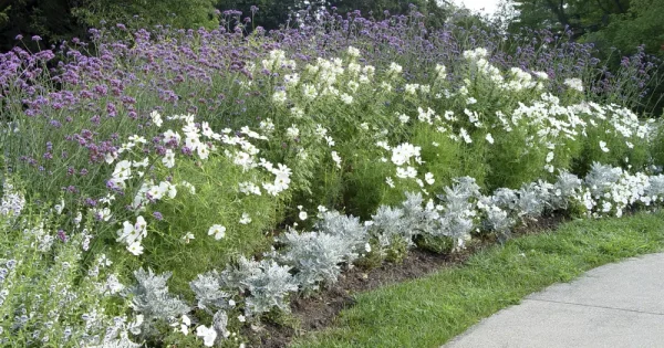 Moon gardens: Designed to shine at night in moonlight - The Horn News