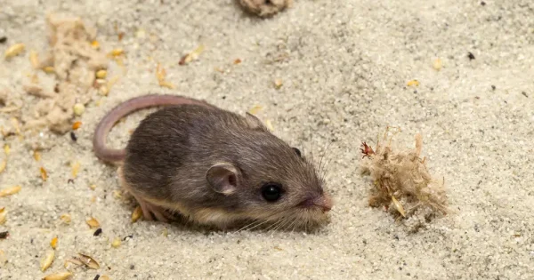 Tiny California mouse wins Guinness award for longevity - The Horn News