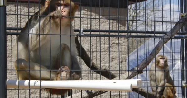 Last 4 escaped monkeys from South Carolina research facility captured ...