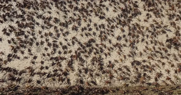 Blood-red crickets invade Nevada town as residents fight back - The ...