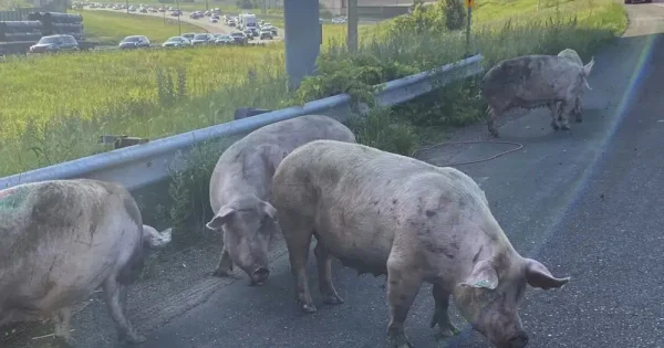 Pigs run loose on Minnesota highway after 18-wheeler tips over - The ...