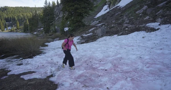 ‘Watermelon snow’ piques curiosities in Utah after unusually wet winter ...