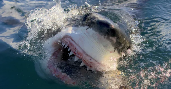 Jason Momoa presides over feeding frenzy as host of 'Shark Week' - The ...