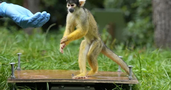 London zoo holds annual weigh-in for all its animals - The Horn News