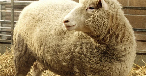 Ian Wilmut, scientist who led the team that cloned Dolly the Sheep ...
