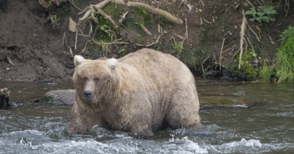 Chunk, a 1,200-pound brown bear, wins Alaska’s popular Fat Bear Week ...