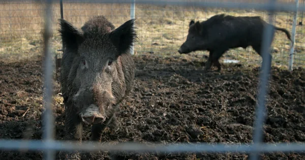6,000 hogs burned alive in massive Ohio farm fire - The Horn News