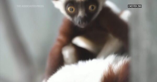 [Video] Rare "dancing lemur" baby video goes viral - The Horn News