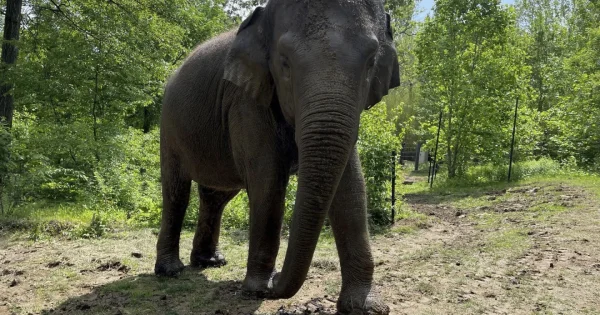 Raja the elephant, a big draw this zoo, is moving across the country ...