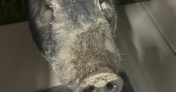 Pig named Kevin Bacon delivers ham performance on security camera - The ...