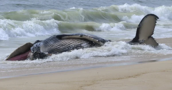 Endangered whale dies after getting stranded on California beach - The ...