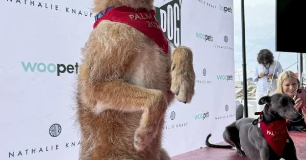 Kodi, a griffon mix, wins cinema's most prestigious prize for a dog ...