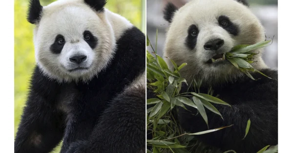 Two giant pandas return to the U.S. after diplomatic spat - The Horn News