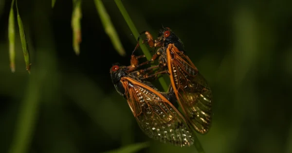 The real meaning of cicadas' signature sound - The Horn News