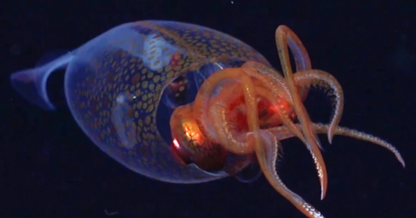 Colossal squid caught on camera for the first time in the deep sea - The Horn News