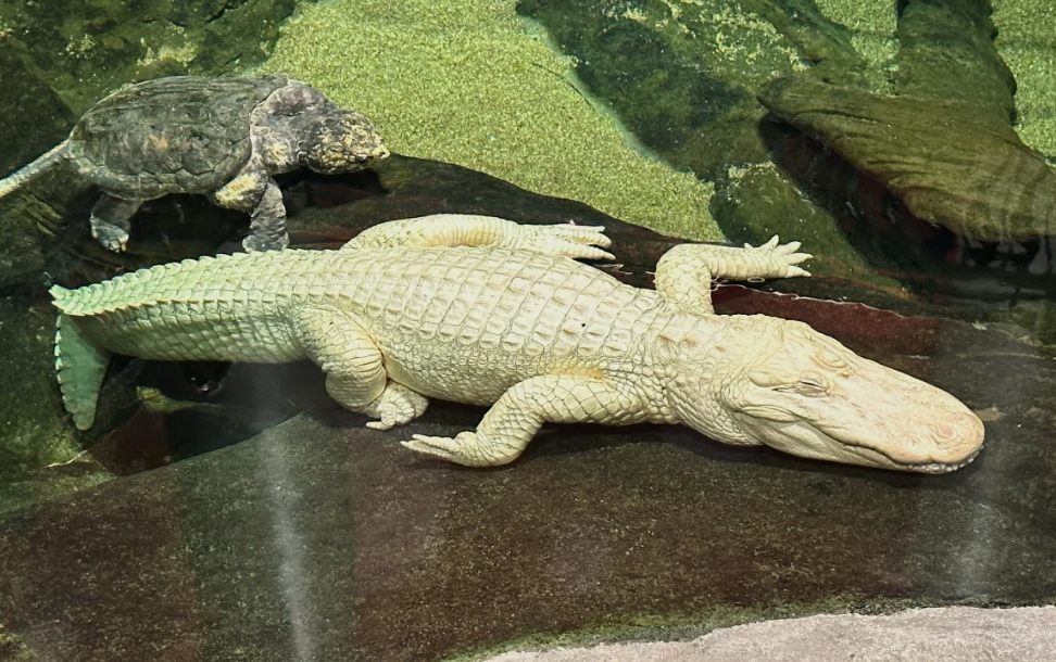 World-famous albino alligator suddenly dies in captivity - The Horn News